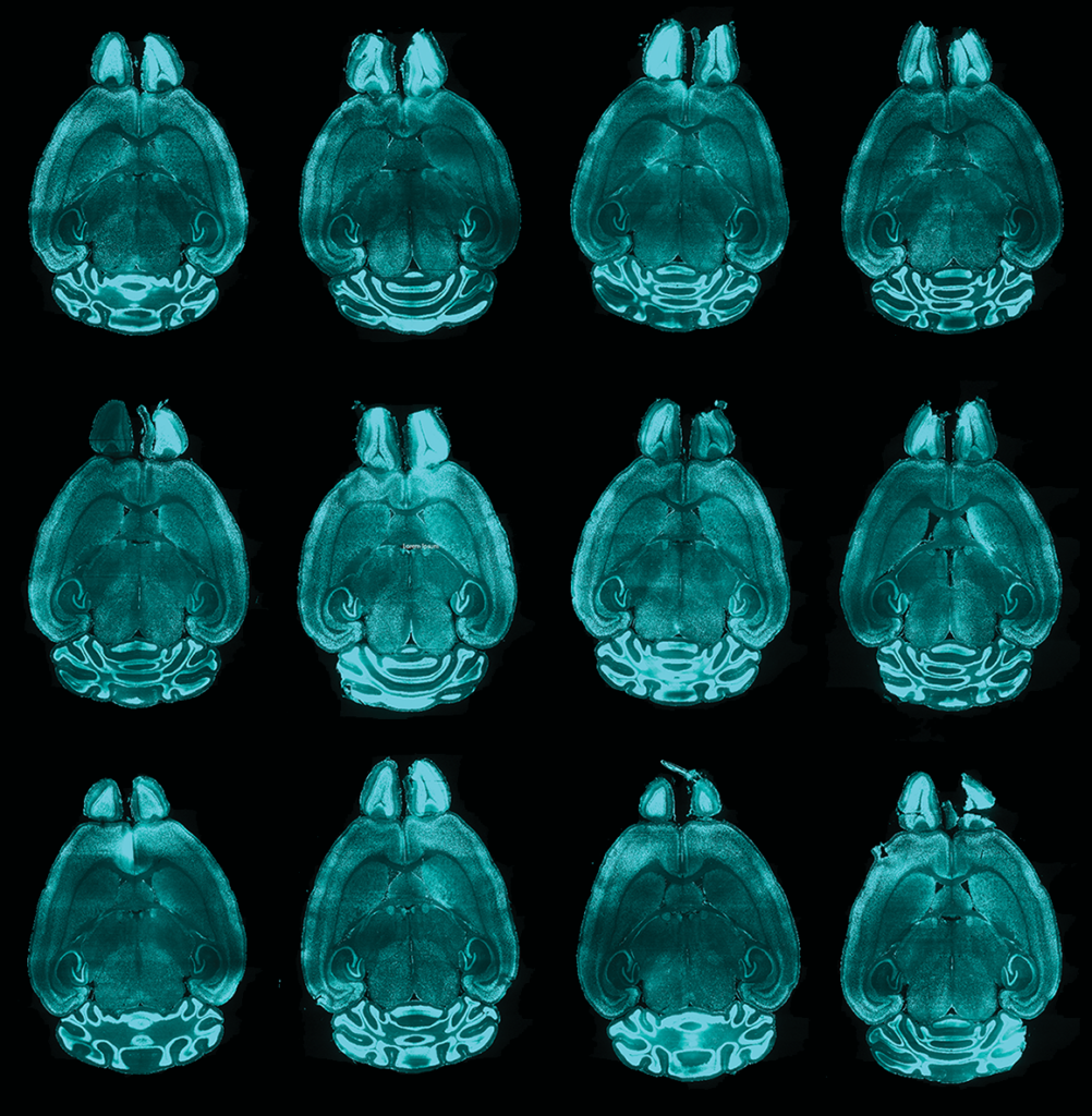 Tissue Clearing Reagents - LifeCanvas Technologies