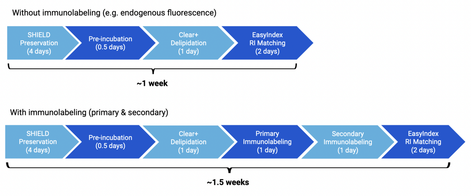 iDISCO vs. SmartBatch+ Workflow - LifeCanvas Technologies