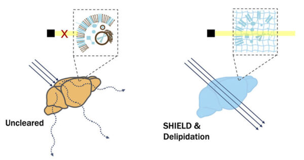 Talking transparency: The history and physics of tissue clearing