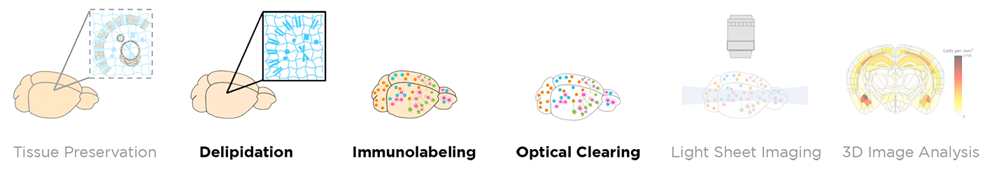 SmartBatch+ Active Tissue Clearing & Immunolabeling