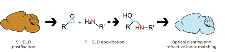 Tissue Preservation with SHIELD