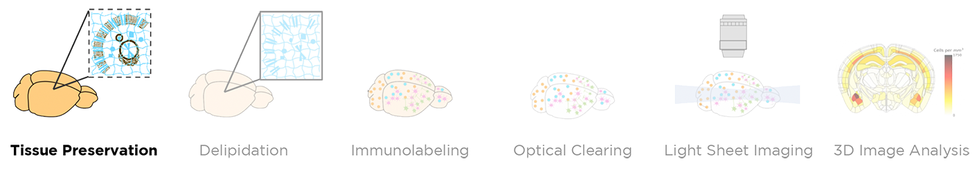 SHIELD Tissue Preservation