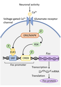 c-FOS: Molecular biology & detection for analysis of neuronal activity