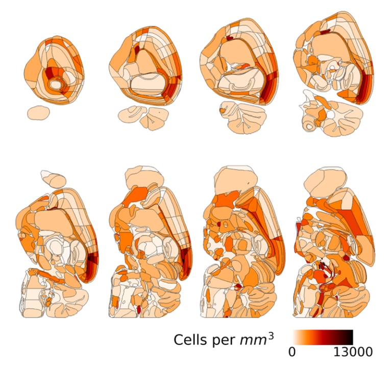 c-FOS: Molecular biology & detection for analysis of neuronal activity