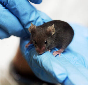 Mouse Brain Models in Biomedical Research