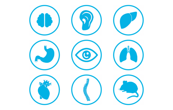 Whole Organ Mapping Services - LifeCanvas Technologies