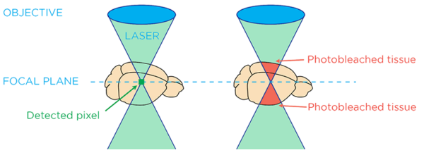 Light Sheet vs. Confocal Microscopy for 3D Imaging