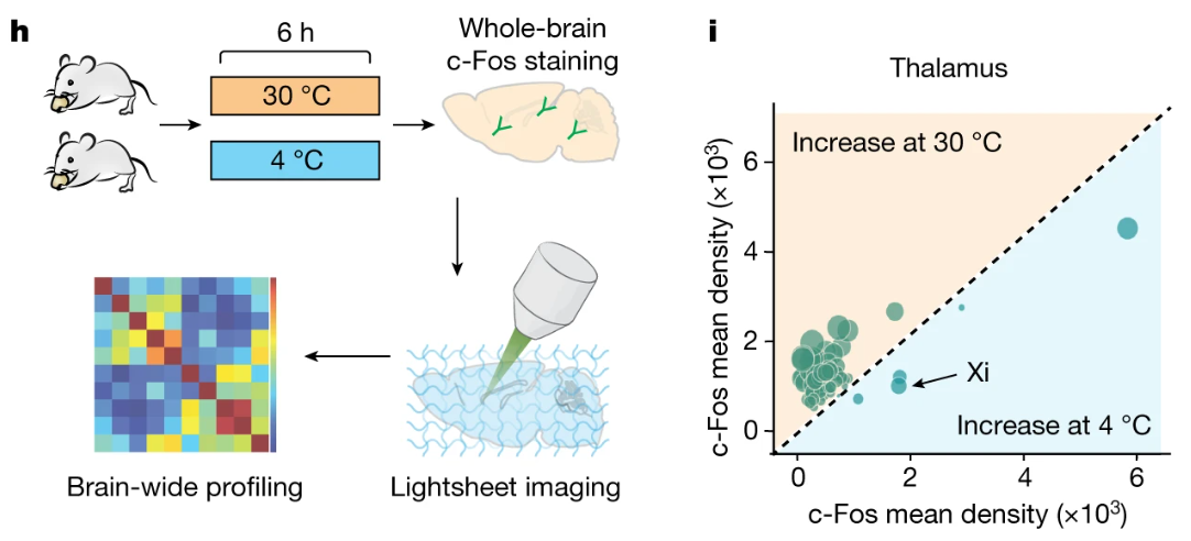 Whole-brain Neural Activity Mapping