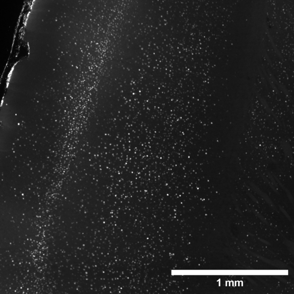 Rat Brain: Rabbit c-Fos LifeCanvas Technologies