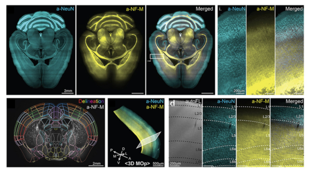 Cell Mapping Pinpoint spatial location of cells